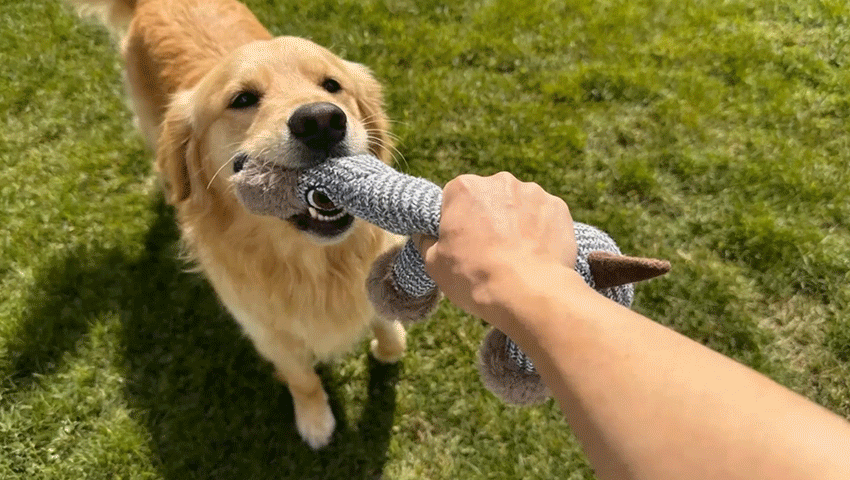 I Used to Replace My Dog’s Toys Every Week—Until I Discovered the ...